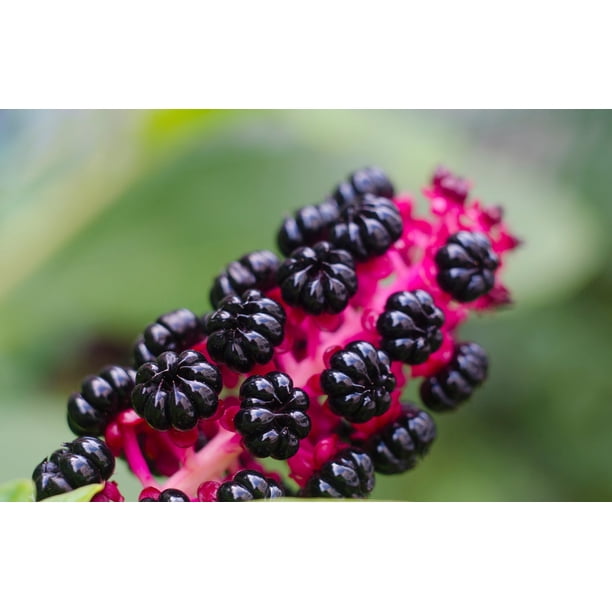 Poke Berries Seeds (Phytolacca americana) 75 Seeds (1 grams) - Walmart.com