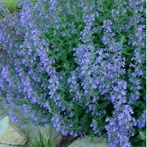 Cat Mint - Blue Moon - Herb Garden Seeds - 100 Seeds - Non-GMO, Open ...