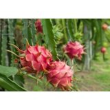 Organic Freeze-Dried Red Dragon Fruit Powder, 20 Pounds — Non-GMO ...
