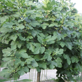 Celeste Fig Tree – 2 Gallon Bareroot Plants, Set of 2, Sweet “Sugar Fig ...