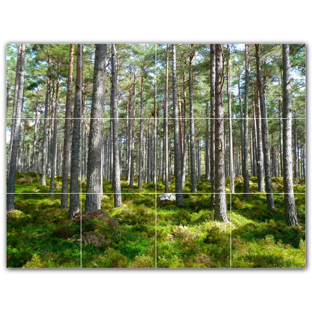 Picture-Tiles.com: Trees Ceramic Tile Wall Mural WAL501034-43M. 24"W x ...