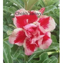 Toadstool Seeds 4 Purple Cream Desert Rose Seeds, Adenium Obesum ...