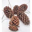 Sugar Pine Cones - Biggest Pine Cones, Great for Seasonal Decoration or ...