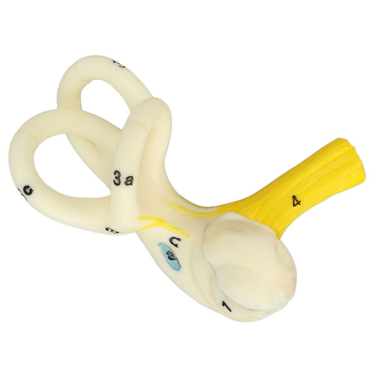 Semicircular Canals Model