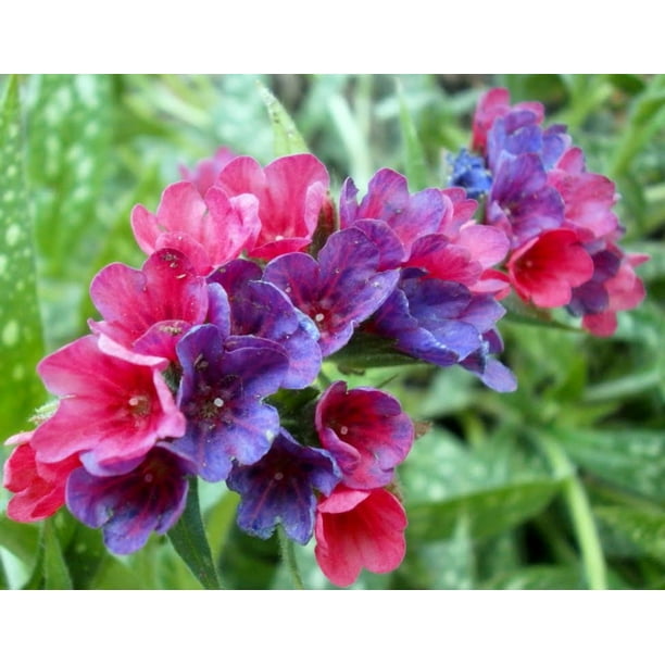 Raspberry Splash Lungwort Perennial - Pulmonaria - 4" Pot - Walmart.com