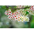 5 Cold Hardy Yellowhorn Tree Seeds - Xanthoceras Sorbifolium ...