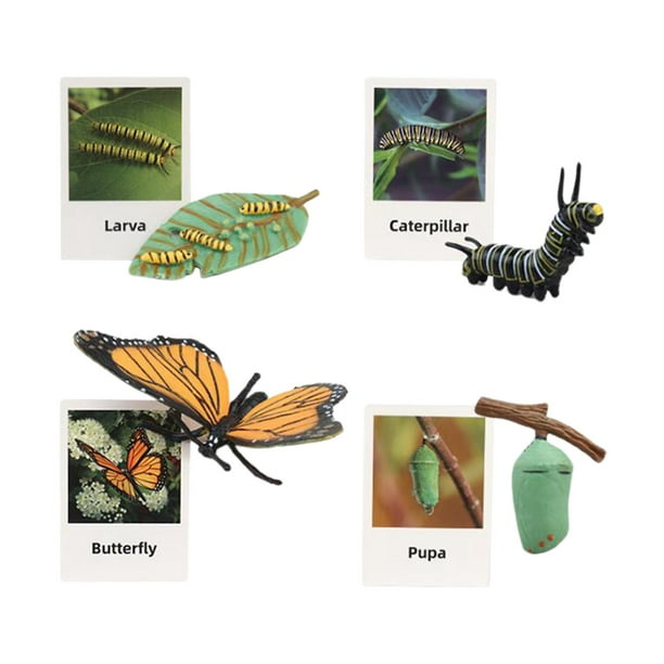 Life Cycle Figures Toys, Biology Science, Growth Stage Model Animal ...