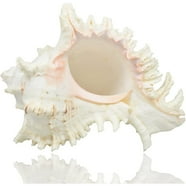 Decorative Natural Conch Sea Shell - Garden Quality 6"-8", Imperfect ...