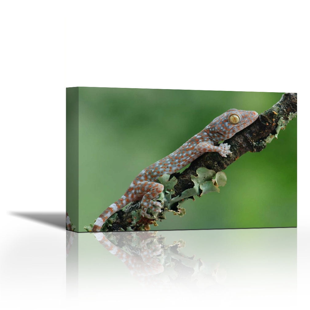 Tokay Gecko juvenile, Uthai Thani, Thailand - Contemporary Fine Art ...