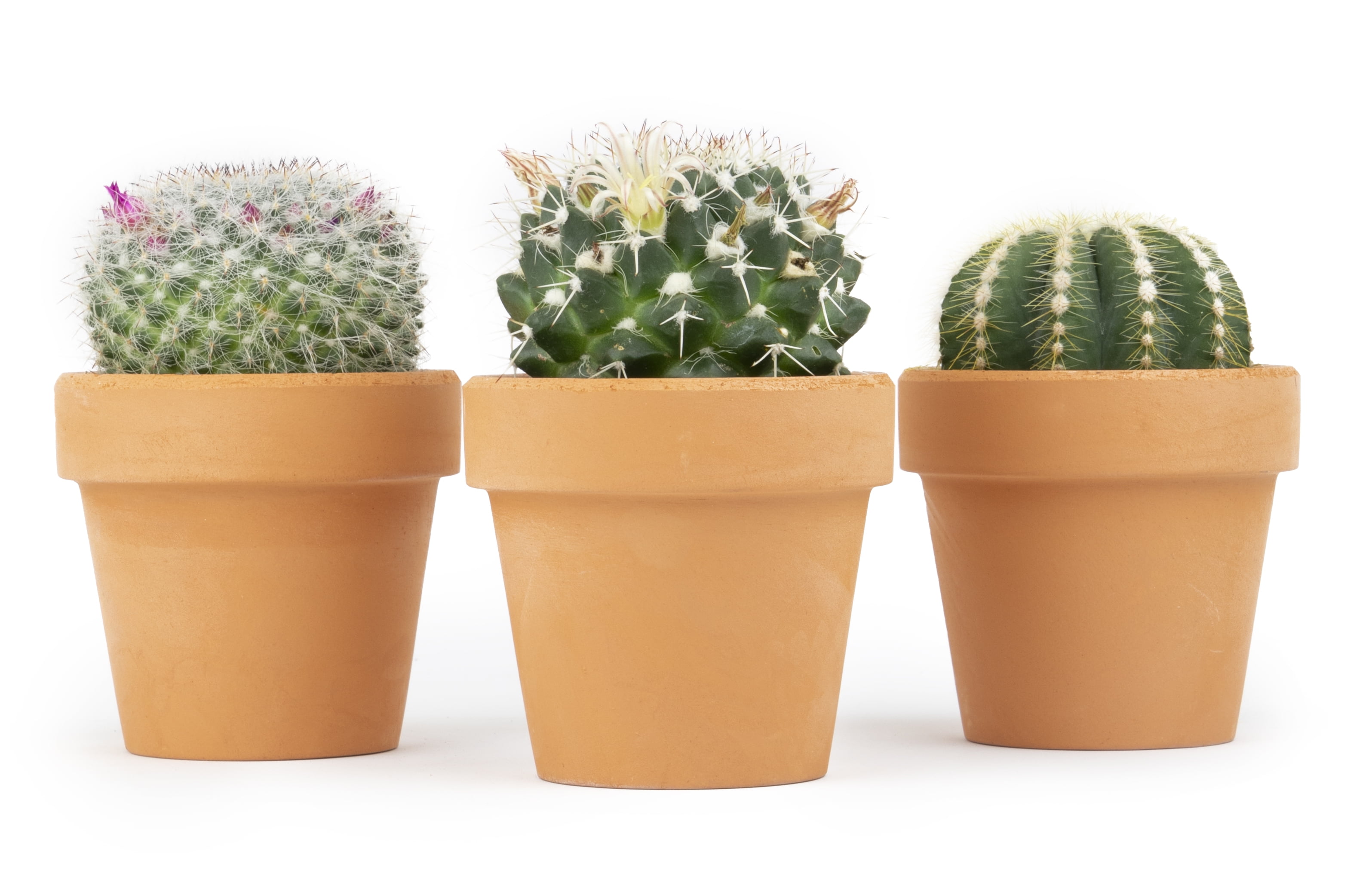 Altman Plants 2.5 Altman Plants 2.5