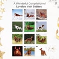 Irish Setters 2026 Wall Calendar 12 Month | 12" x 24" Open | Thick ...