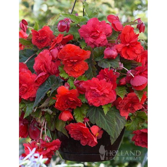Begonias Hanging Baskets