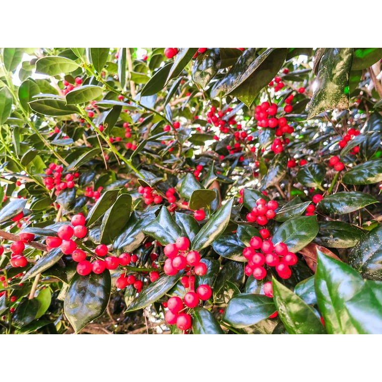 Red Dwarf Holly Bushes With Berries Dwarf Burford Holly Shrub