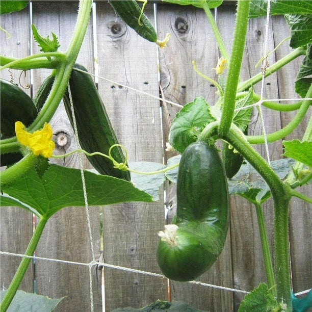 Plant Trellis Netting Plant Support Fruit Care Seedling Grow Grow Tent ...