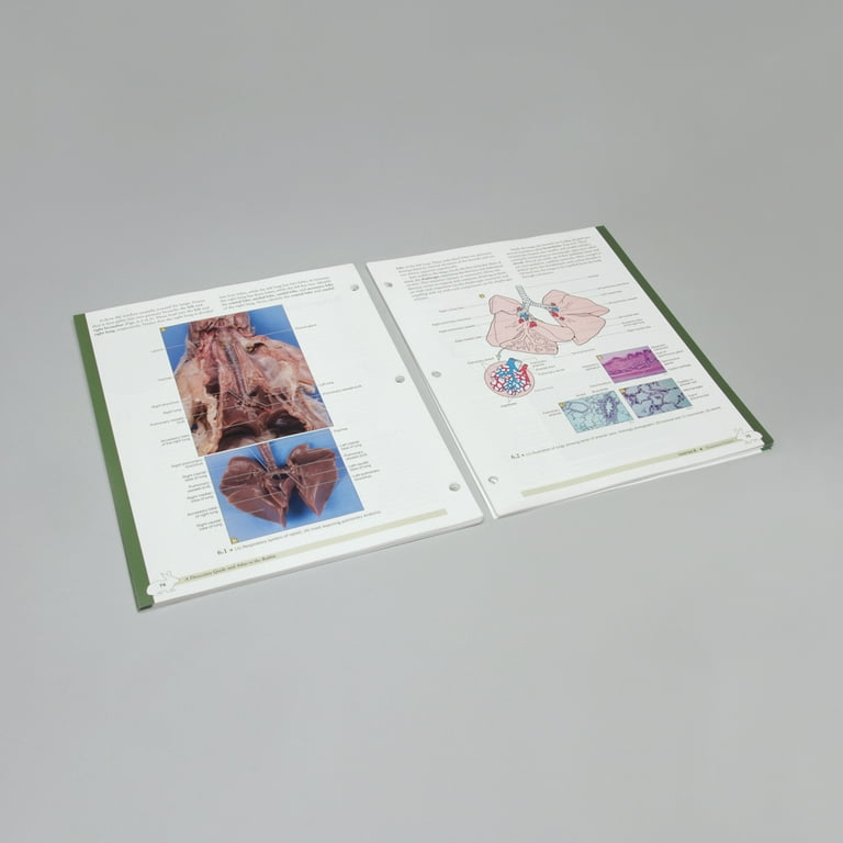 Rabbit Anatomy And Dissection Guide Rabbit Dissection Group 11