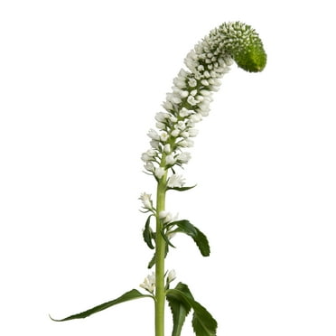 Bloomingmore Farm Direct White Ranunculus Fresh Cut Flowers - 140 Stems ...