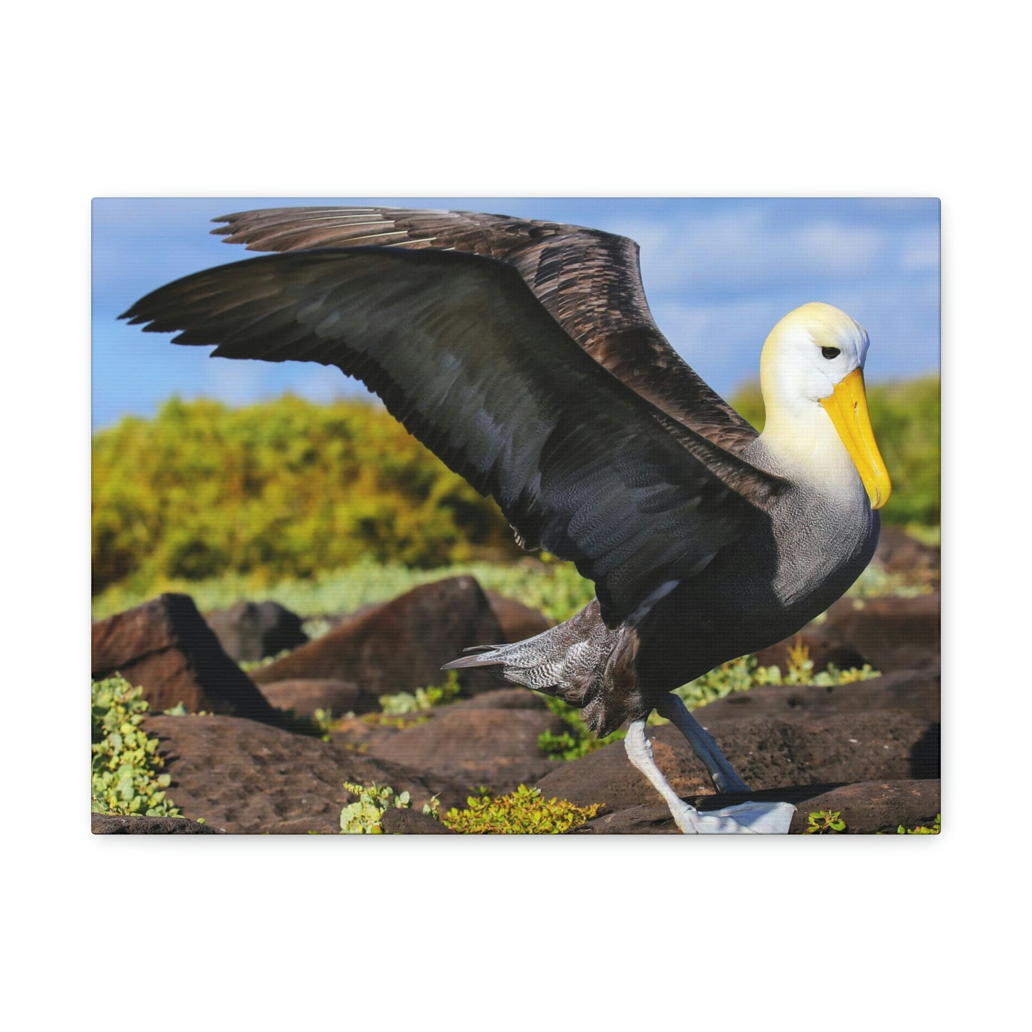 Majestic Albatross Art Majestic Albatross Print Animal Wall Art ...