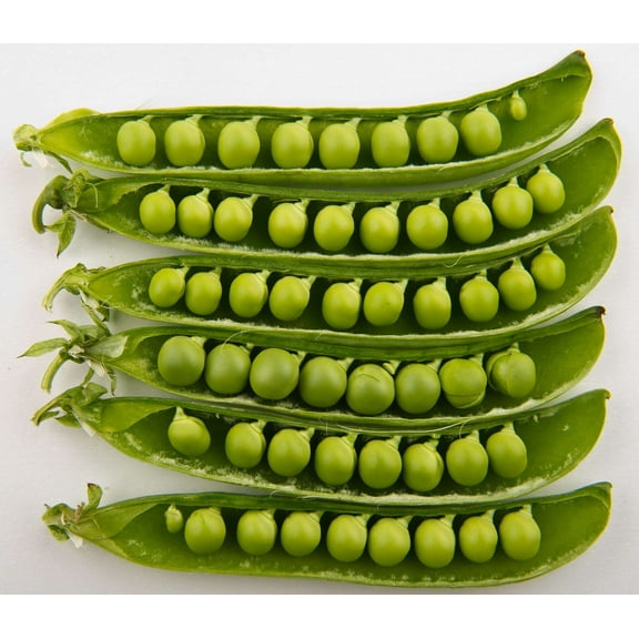 25 SIBERIAN PEASHRUB Caragana Arborescens Peatree Yellow Flower Legume ...