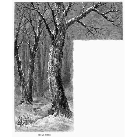 Tapping Maple Trees. /Ntaping Sugar Maples For Sap. Line Engraving ...