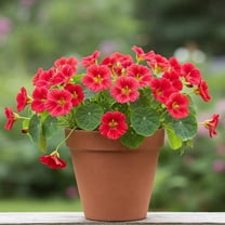 Mr Fothergill's Poppy Iceland Mix Oh Sow Simple Flower Seed Easy to ...