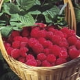 Direct Gardening 2 Gal. Pot Latham Raspberry Bush Fruit Bearing Plant ...