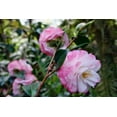 ( 1 ) - Grace Albritton Pink Camellia Japonica - Starter Plant ( 4L ...