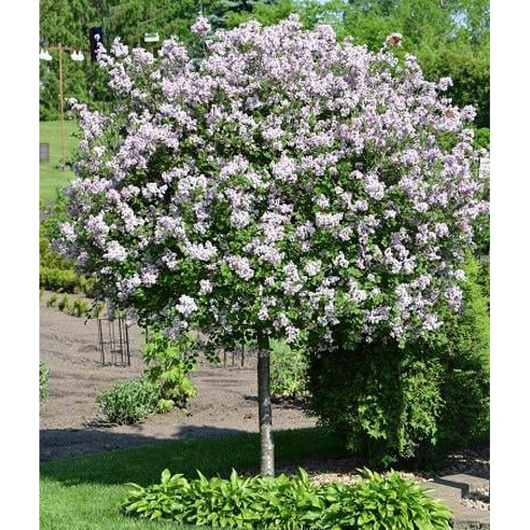 Bloomerang Lilac Tree