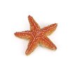 Papo Starfish Ocean Animal Figure 56050 - Walmart.com