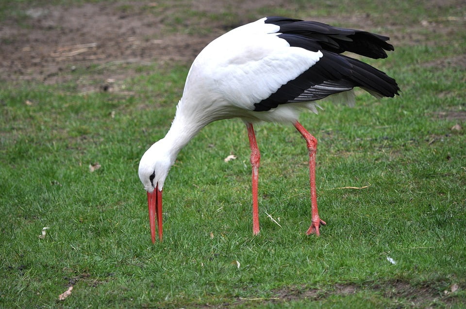 White Stork Animal Bird Stork Bill Stork Legs-20 Inch By 30 Inch ...