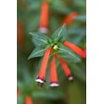 Seedville USA, 10 Red Firecracker Plant, Mexican Firecracker, Cuphea ...