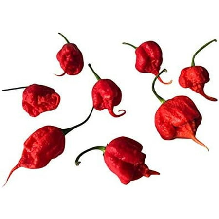Glamaours 100 s - 100% Genuine Fresh Rare Red"Carolina Reaper" Pepper s ...