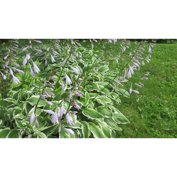 Mini Hostas