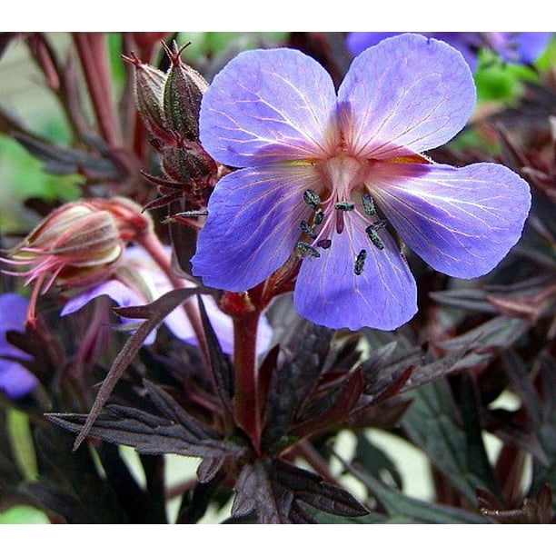 Midnight Dark Reiter Hardy Geranium - Dwarf - Bronze Foliage - Quart ...