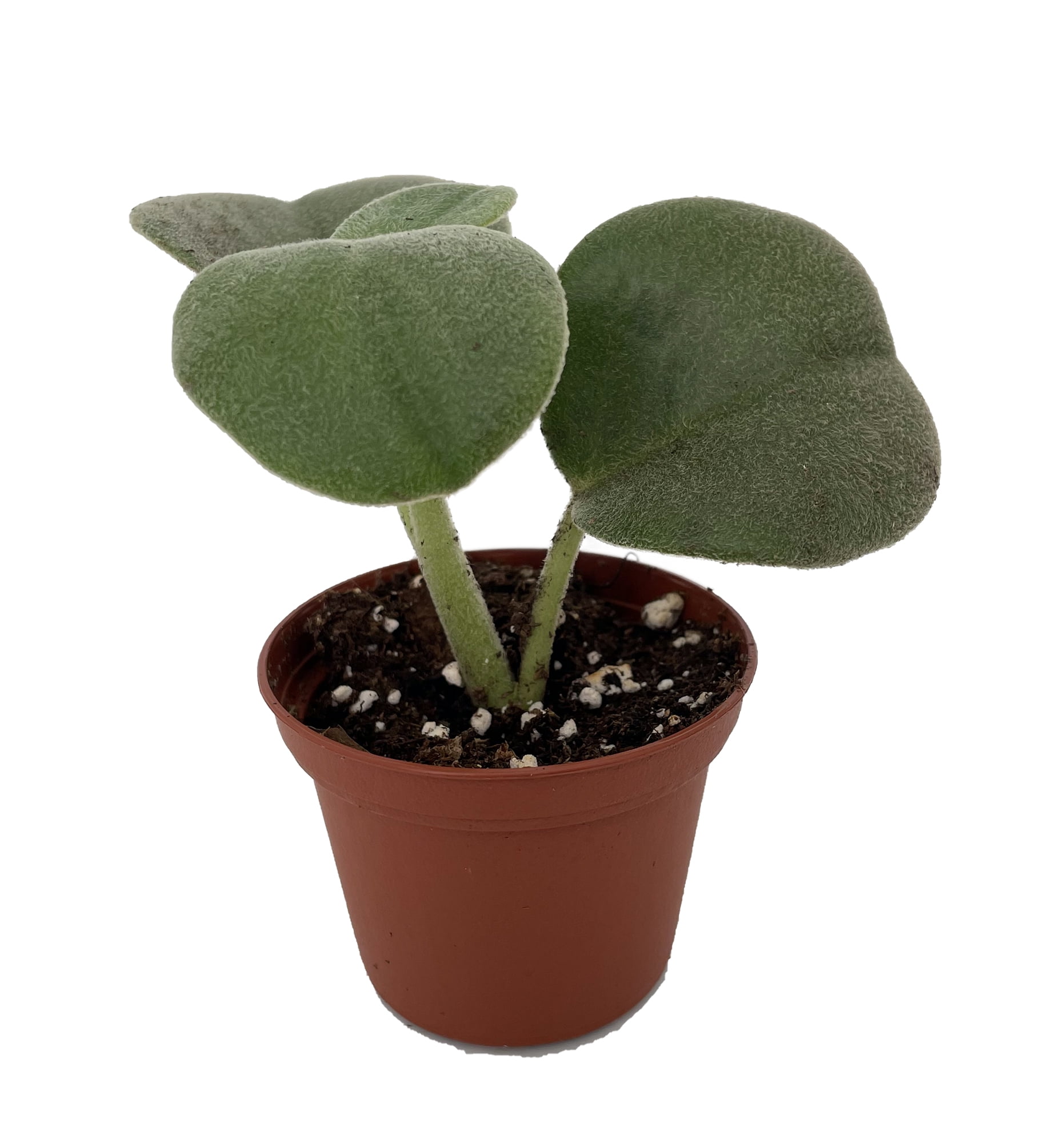 Felted Peperomia incana - Easy Succulent - 2.5" Pot - Walmart.com