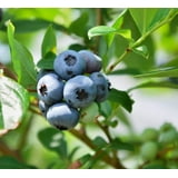 Mini Blues Blueberry Bush - Live Plant - ( 2.5 QT ) - Walmart.com
