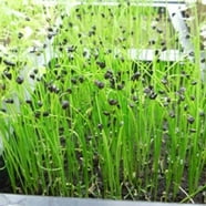 Curled Cress Seeds - 1 Oz - Non-GMO, Organic, Heirloom, Sprouting Seeds ...