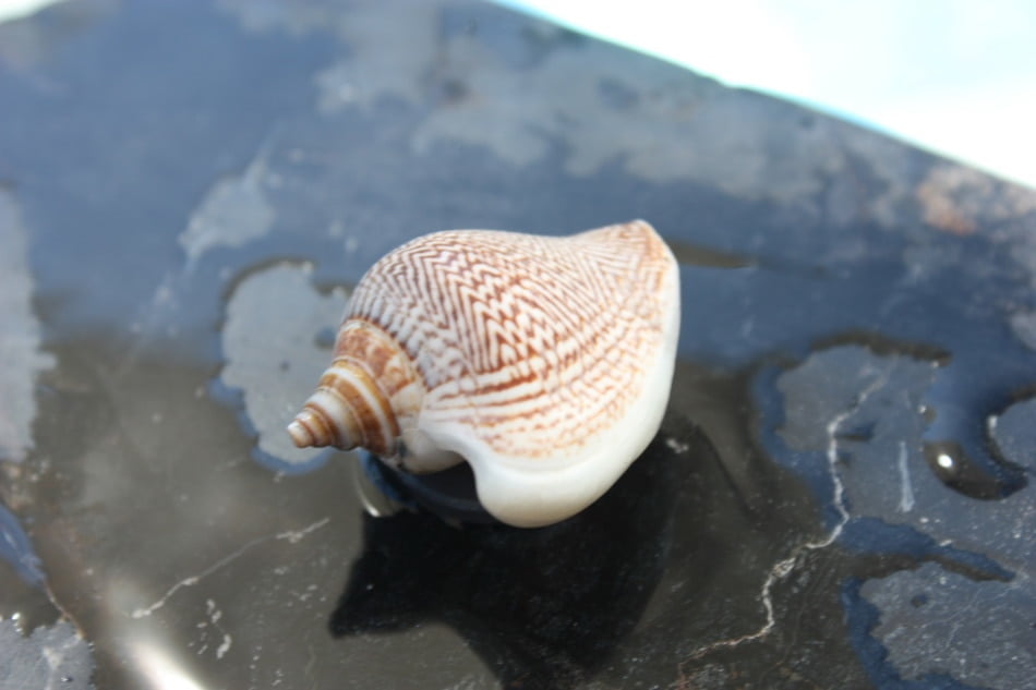 Seashell Magnet #9 - Coastal Decor - Walmart.com