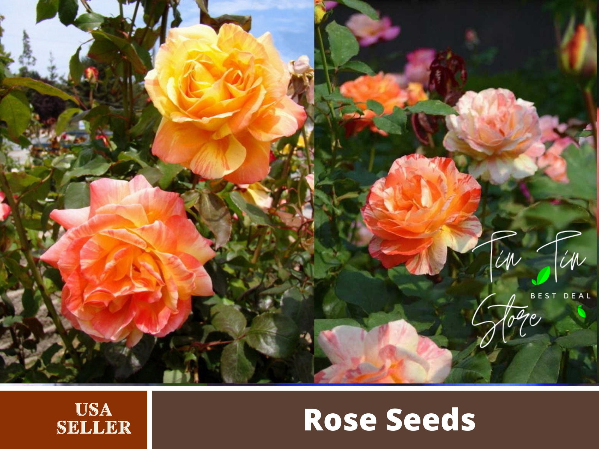 30 Rare Seeds| Tropical Sunset Rose Bush Flower Seeds - Orange & Yellow ...