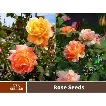 Rare Rose Seeds Meteor Shower Red Yellow Rose Bush 20 Seeds - Walmart.com