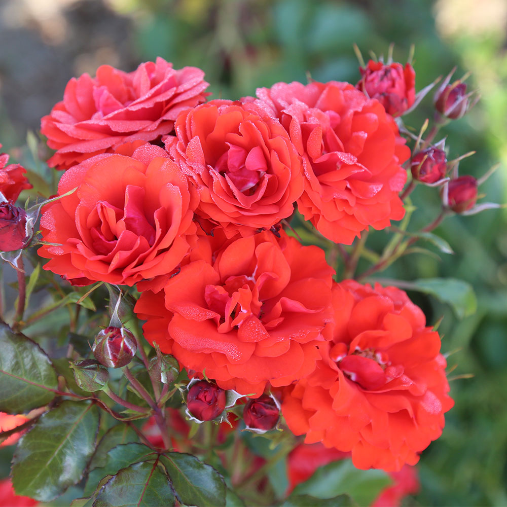 Heirloom Roses Red Rose Bush - The Prince's Trust English Legend , Live ...