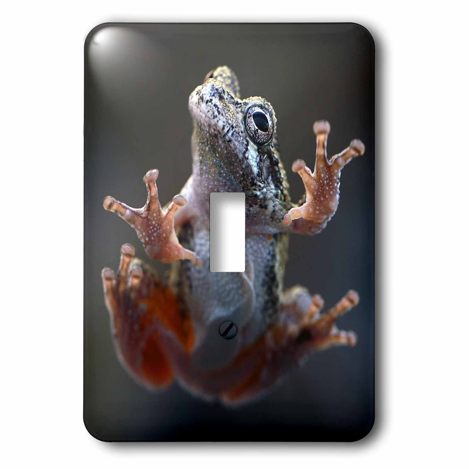 Macro photograph of a gray tree frog suctioned to a glass door. single ...