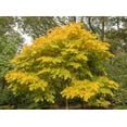 10 Seeds YELLOW ASH TREE Kentucky Yellowwood White Flowers Cladrastis ...