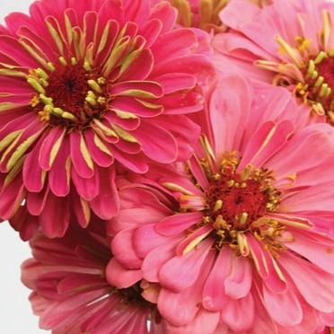 50 Pack, Carousel Mix Zinnia Elegans, Bicolor Flower Seeds in Mixed ...