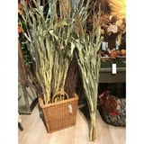 Dried Corn Stalk Bundle Long Stem 48-60 Inch - Single Bunch for Holiday ...