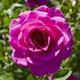 True Bloom Roses Dormant Live Shrub - Walmart.com