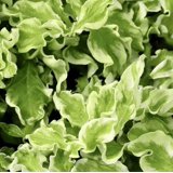 Curly Devil's Backbone Variegated Succulent Plant Pedilanthus ...