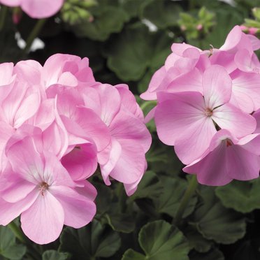 Pinto Premium F1 Series Geranium Flower Garden Seeds - Deep Rose - 100 ...