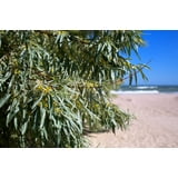 Seedville USA, American Silverberry Seeds, Elaeagnus Commutata, Silvery ...