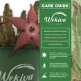Starflower Plant - Live Plant in a 4 Inch Pot - Stapelia Schinzii ...