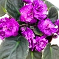 Harmony Foliage African Violet Wrangler's Winter Hawk 4 inch - Walmart.com